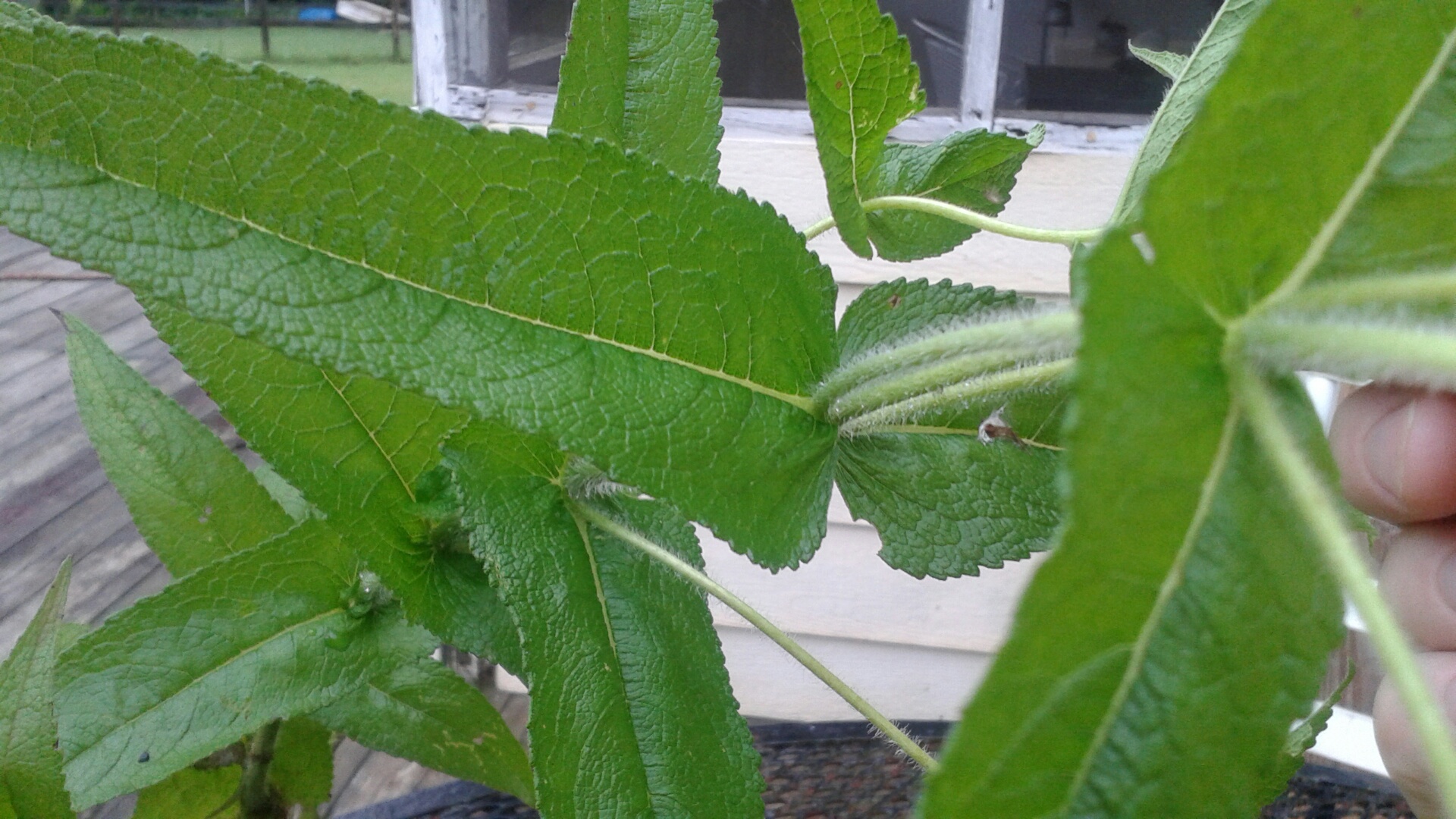 Medicinal Benefits of Boneset - Mother Earth Living